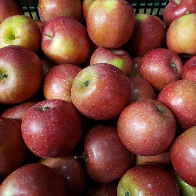 Apples, Fuji - Bushel (medium size) - Warner's