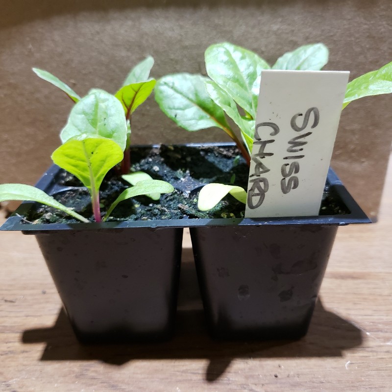 Seedlings, Swiss Chard - Peppermint, 4 pack - Knechtels