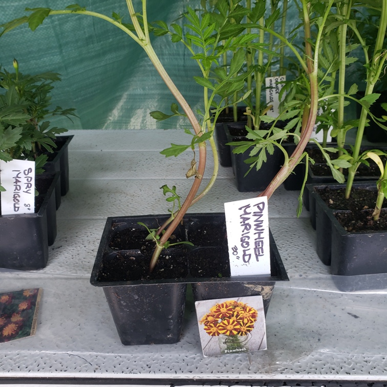 Seedlings, Marigold - Pinwheel, 4 pack - Knechtels