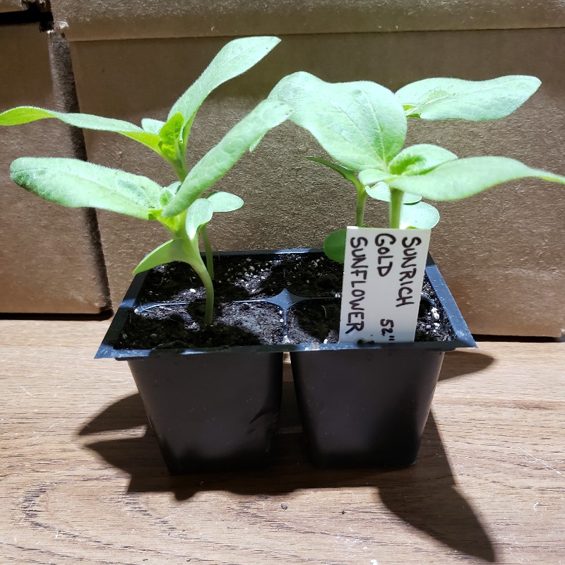 Seedlings, Sunflower - Sunrich Gold, 4 pack - Knechtels