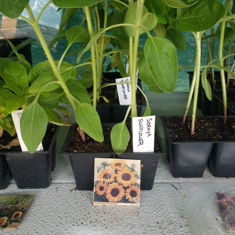 Seedlings, Sunflower - Soraya, 4 pack - Knechtels