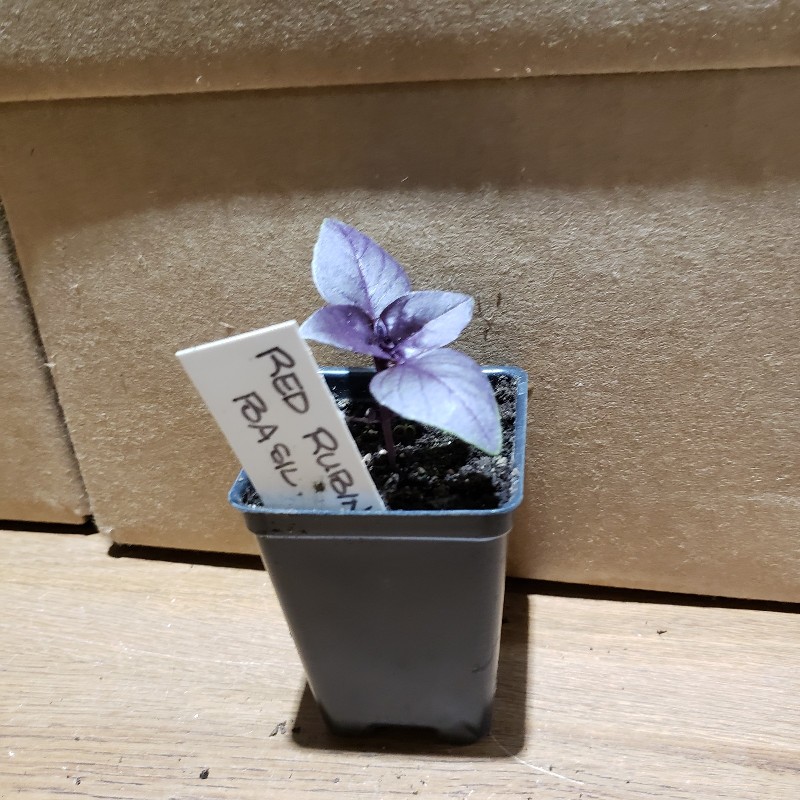 Seedling, Basil - Red Rubin, 3 inch pot - Knechtels