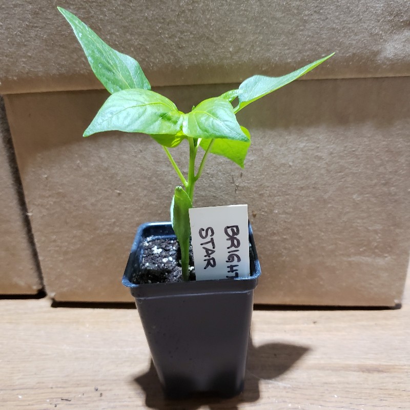 Seedling, Sweet Pepper - Bright Star (Orange), 3 inch pot - Knechtels ...