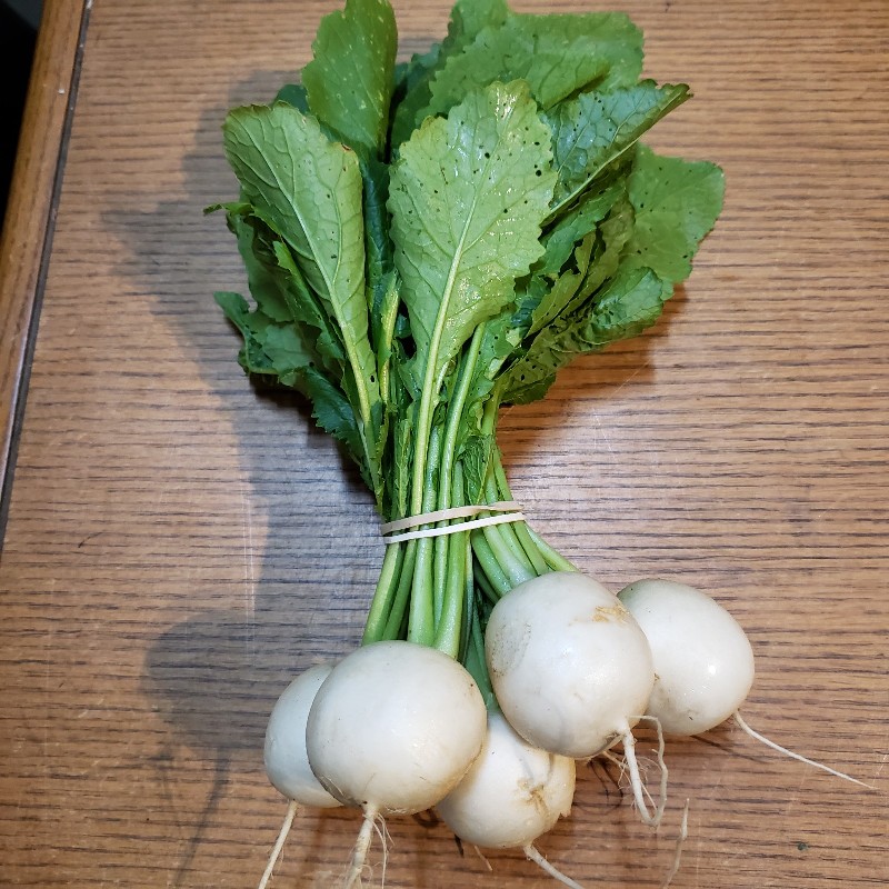 Salad Turnip bunch - Little Fields