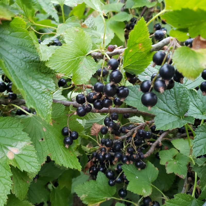 Home - The Sustainable Market