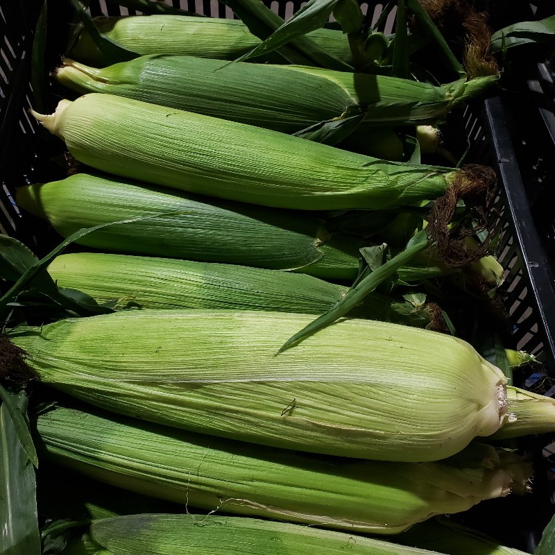 Sweet Corn, Full Dozen - Hope