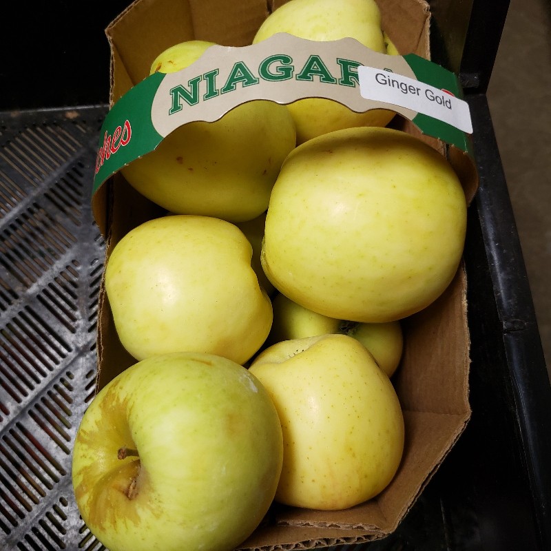 Apples, Ginger Gold 3L - Warner's