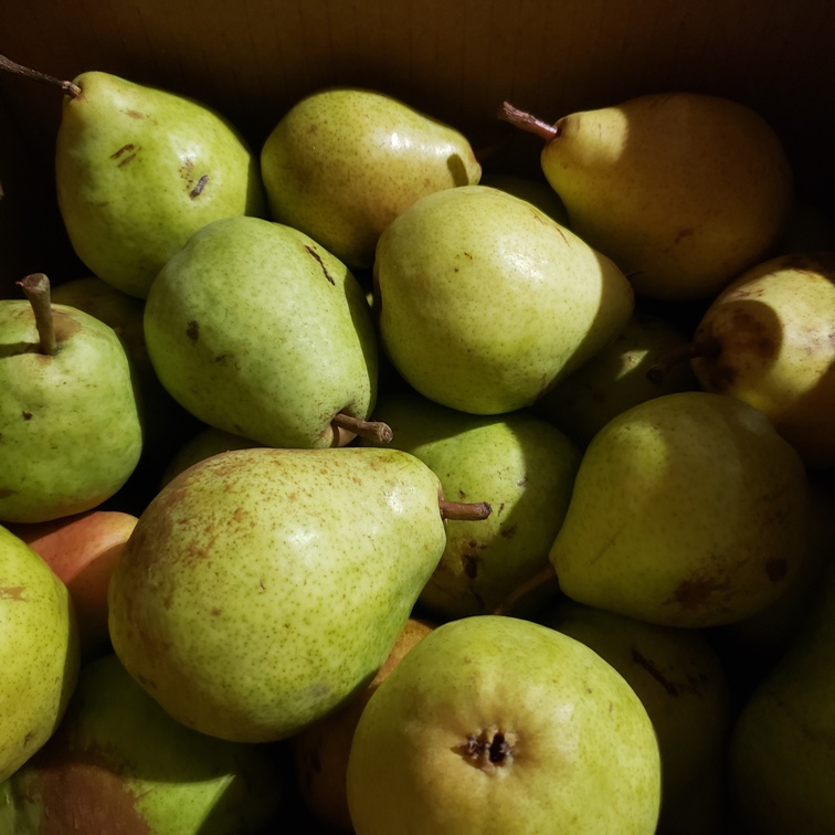 Pears, French Bartlett 2nds - 25lb - Warner's